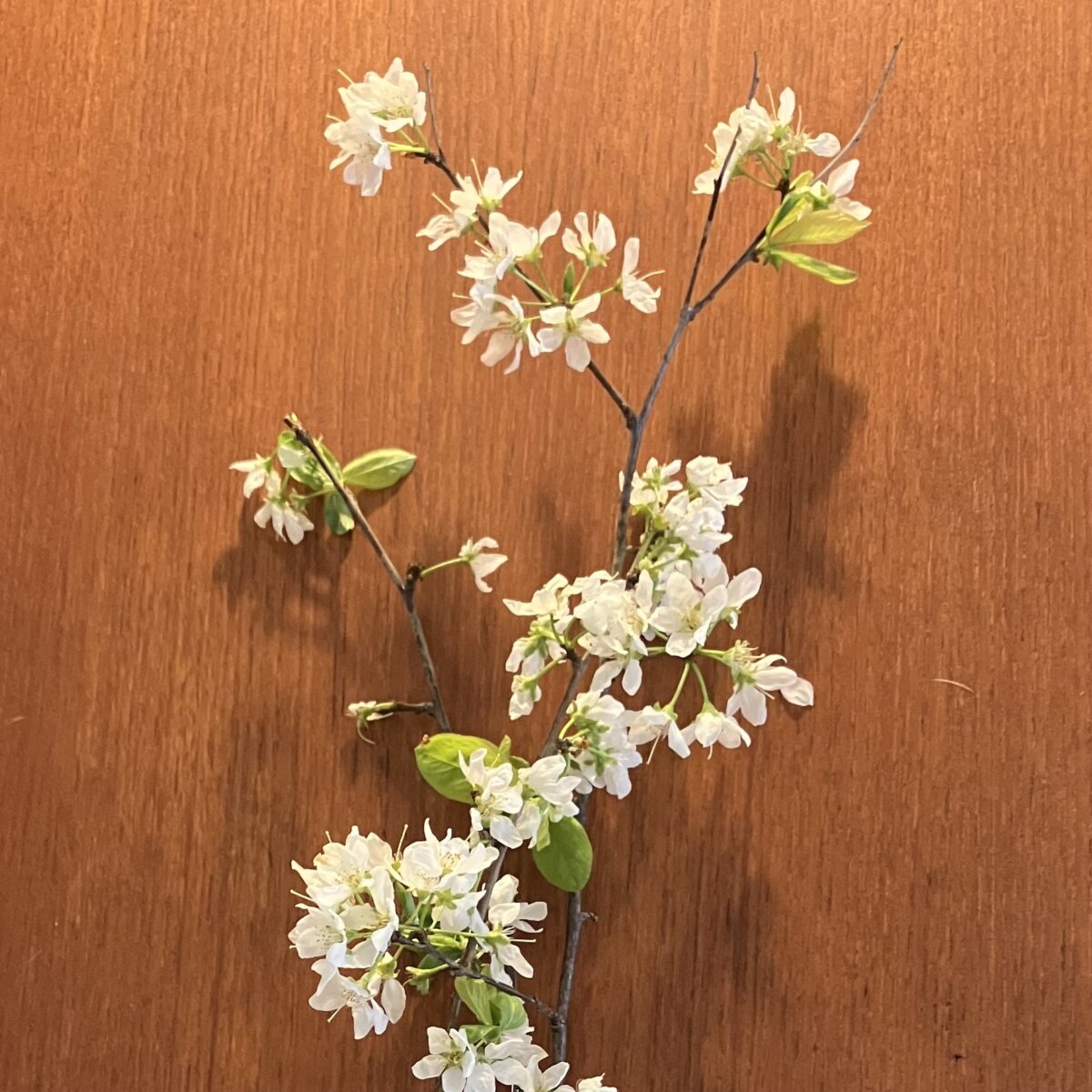 Flowers and Fruit - Renew Health & Acupuncture Clinic