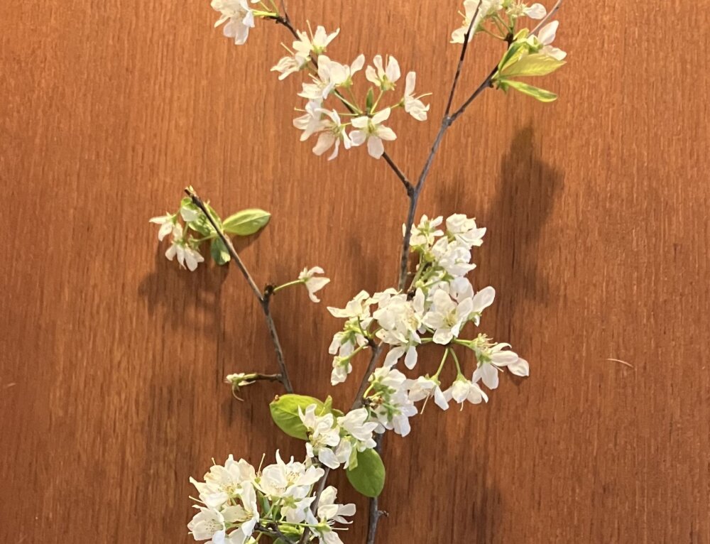 The Five Flavours Of Food According To Traditional Chinese Medicine ...